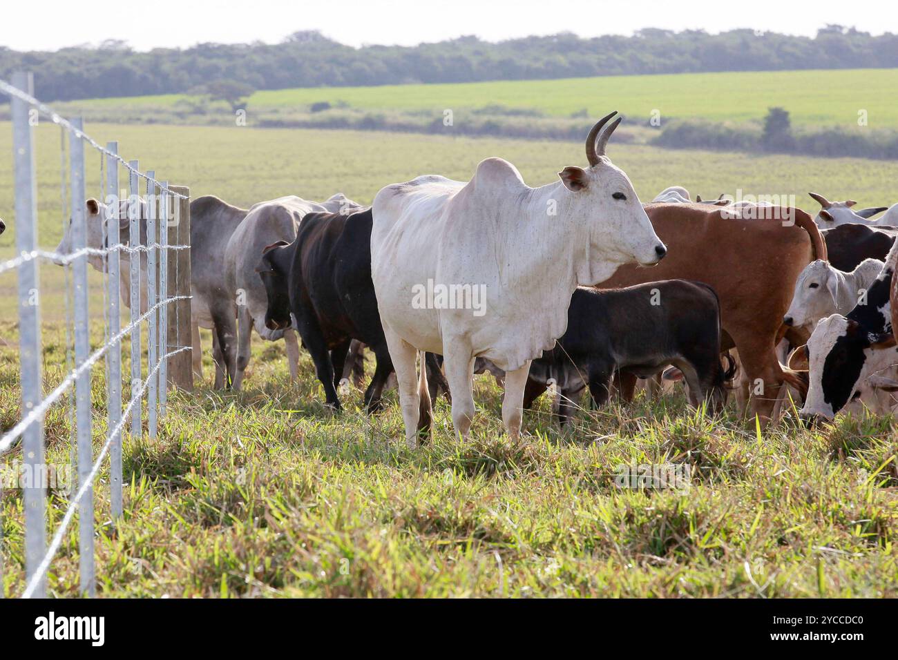 Nelore bull hi-res stock photography and images - Alamy