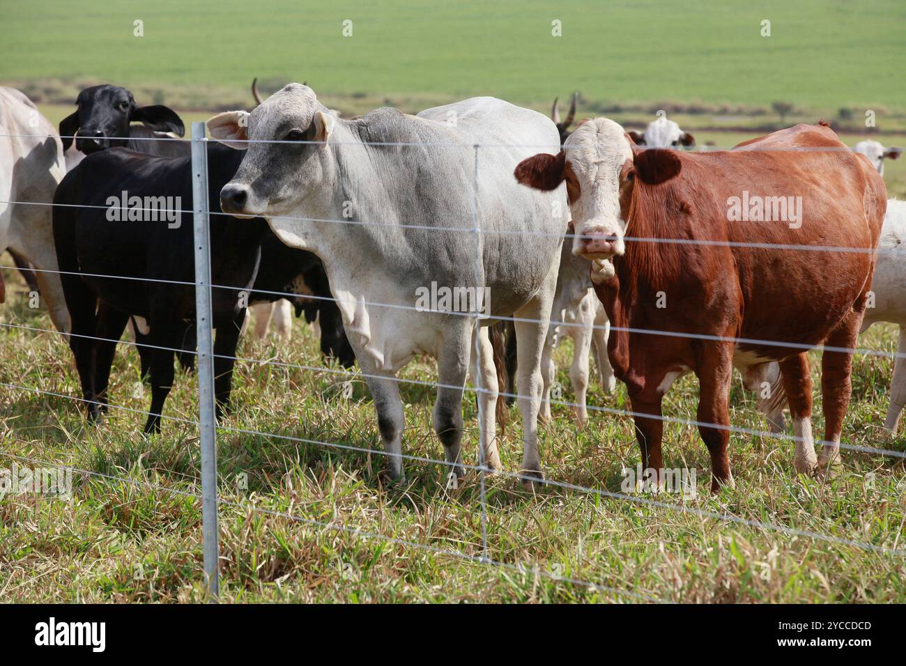Brahman cattle brazil hi-res stock photography and images - Alamy