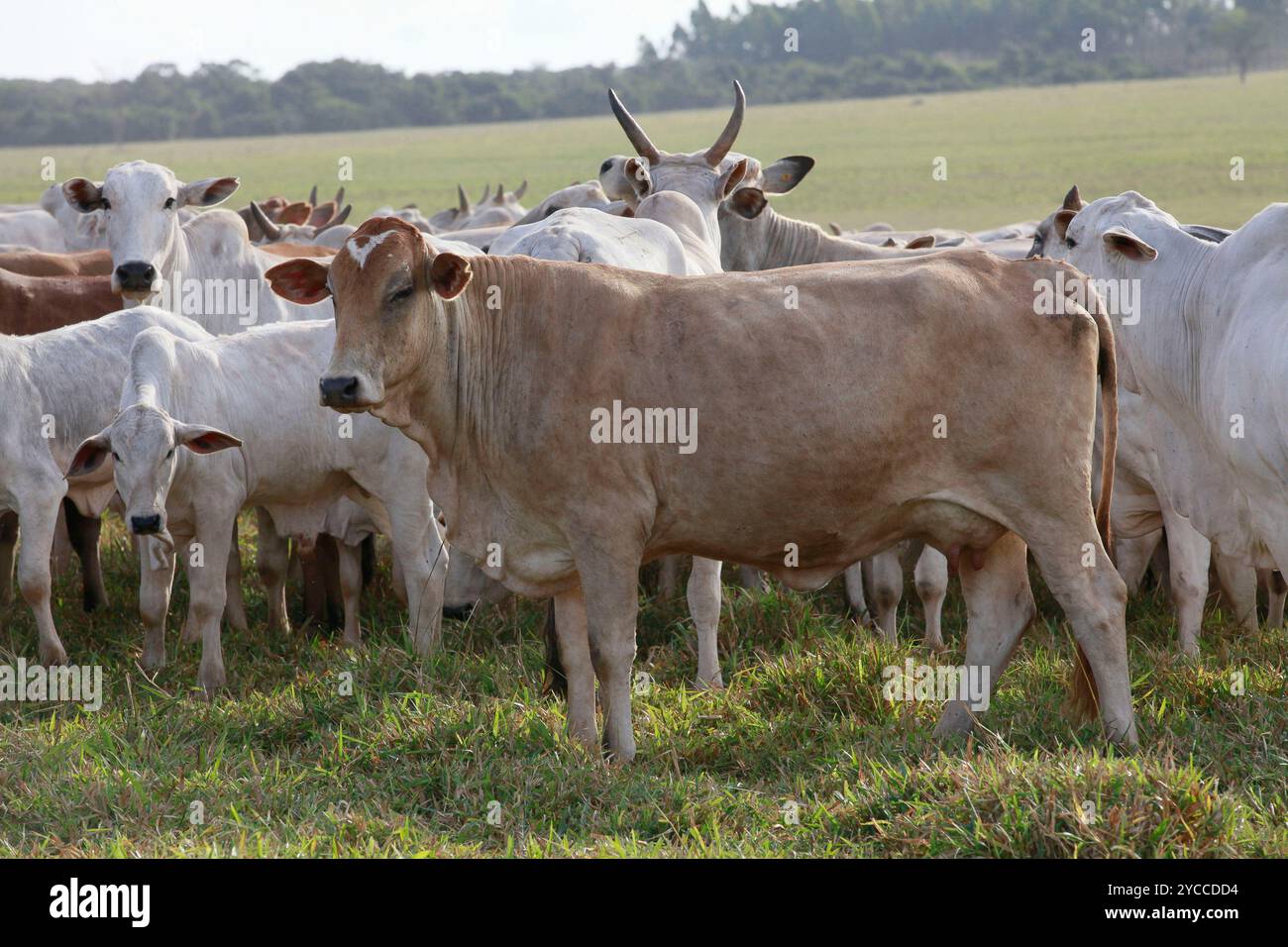 nelore cattle on farmland, Brazil Stock Photo - Alamy