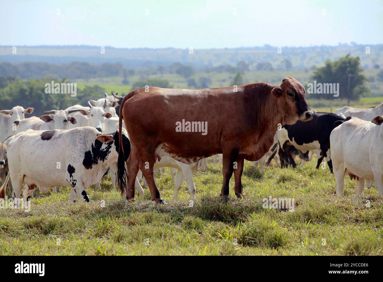 Domesticated cow on countryside hi-res stock photography and images - Alamy