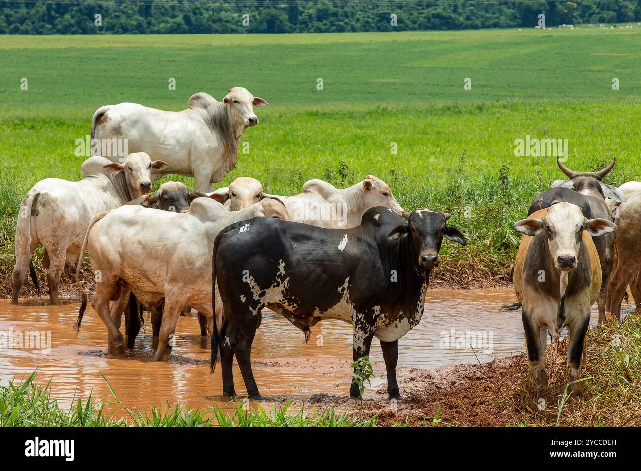 cattle nelore in pasture on brazilian farm Stock Photo - Alamy