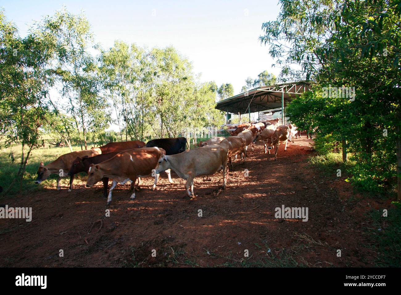 dairy cattle in pasture on farm in Brazil Stock Photo - Alamy