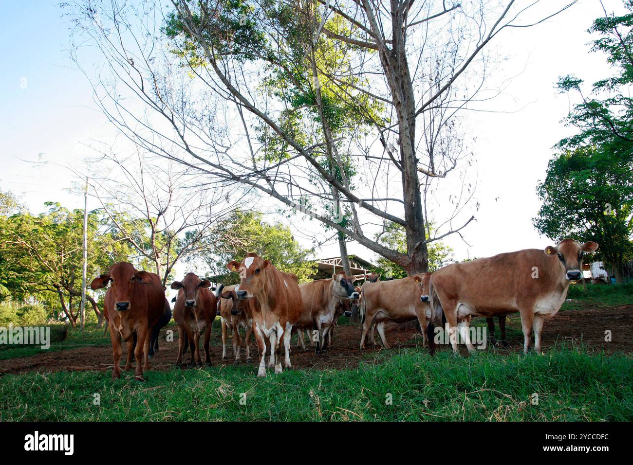 Cattle feed brazil hi-res stock photography and images - Alamy