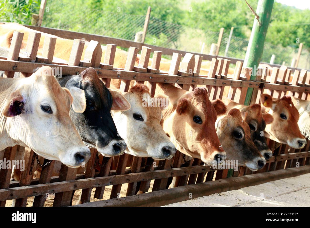Cow cage hi-res stock photography and images - Alamy