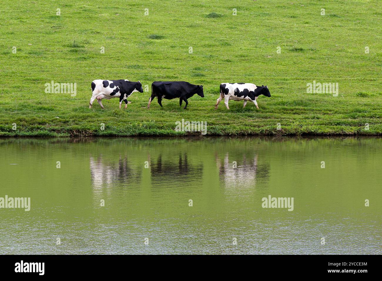 dairy cows walk in line at the lake on the farm on countryside of ...