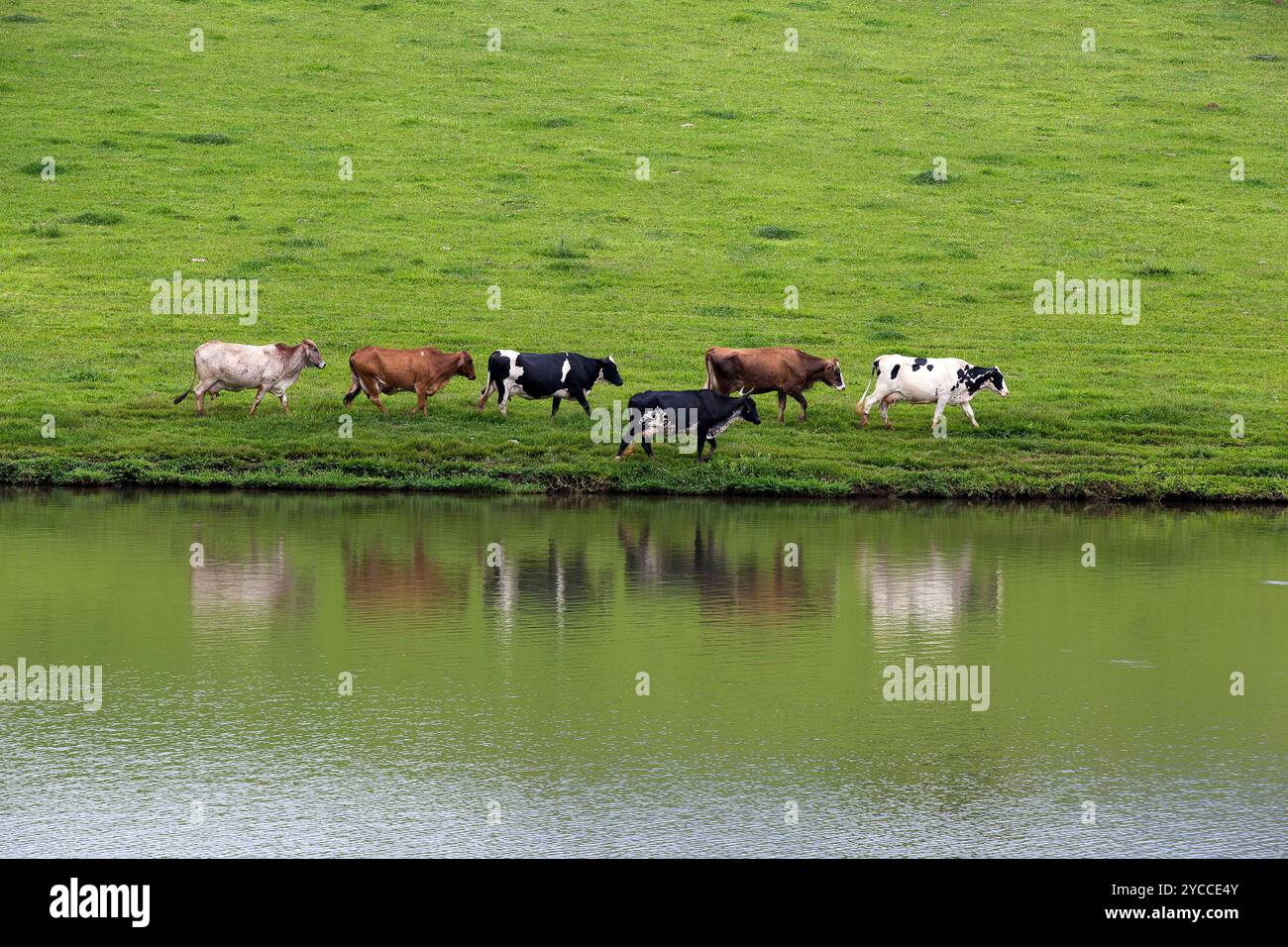dairy cows walk in line at the lake on the farm on countryside of ...