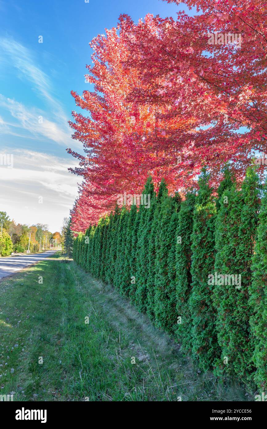 A row of brilliant red maple trees in autumn standing behind a row of ...