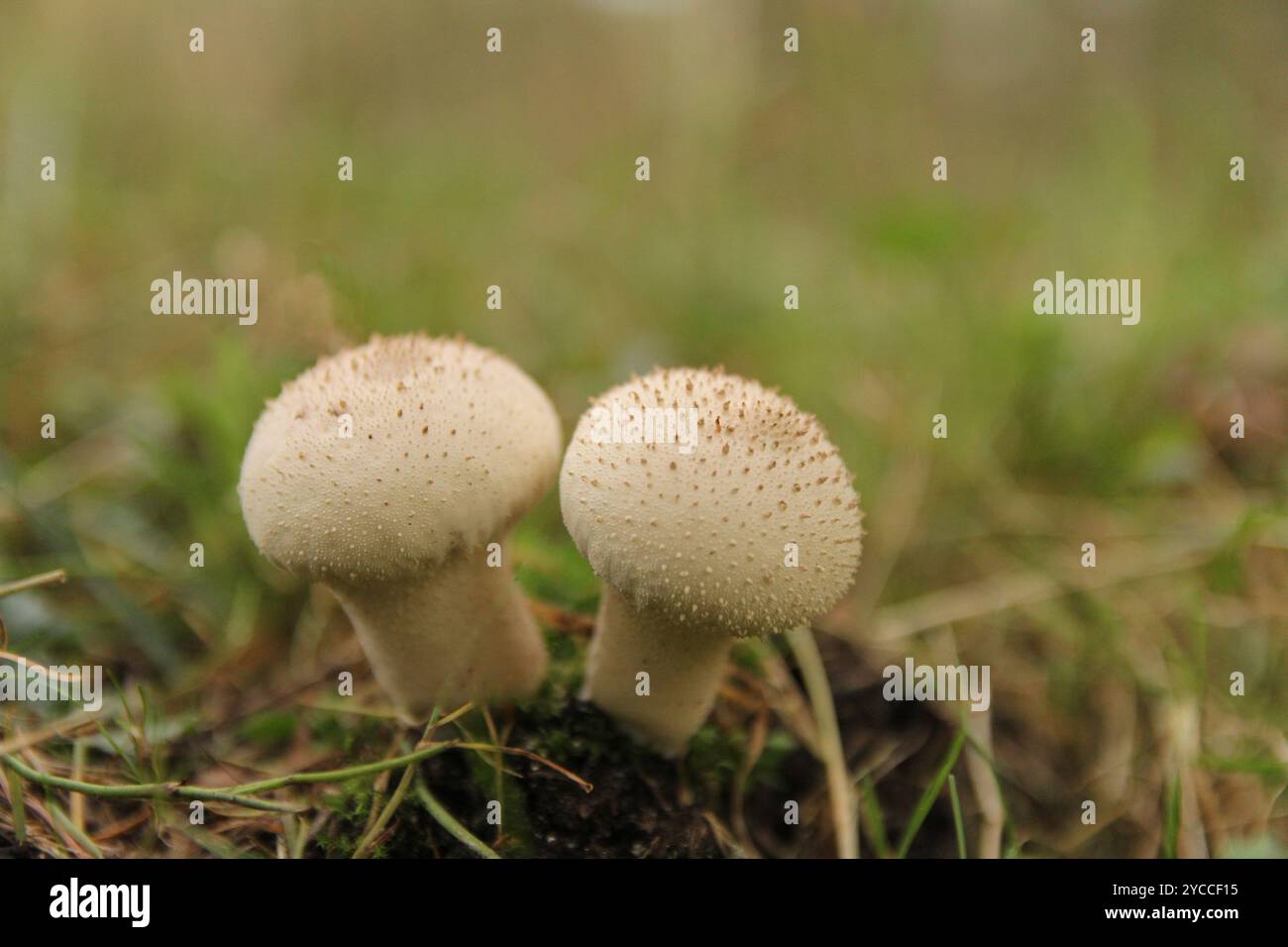two little puffballs closeup and a soft green background in a forest in ...