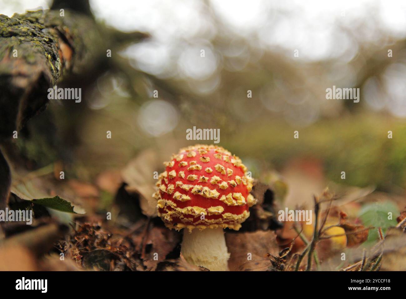 a beautiful cute little red fly agaric mushroom with white dots closeup ...
