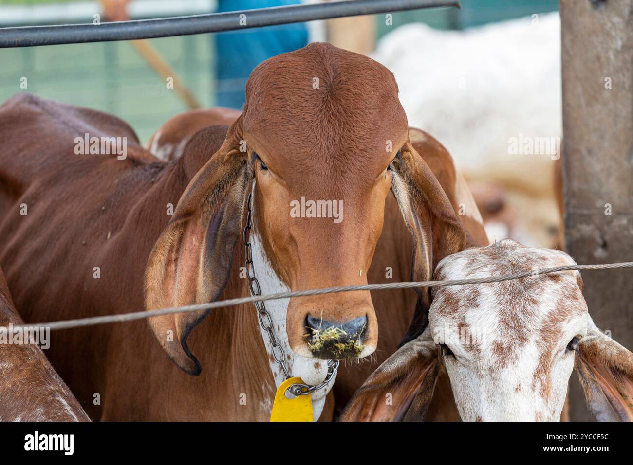 Girolando calves confined in a dairy farm in countryside of Minas ...