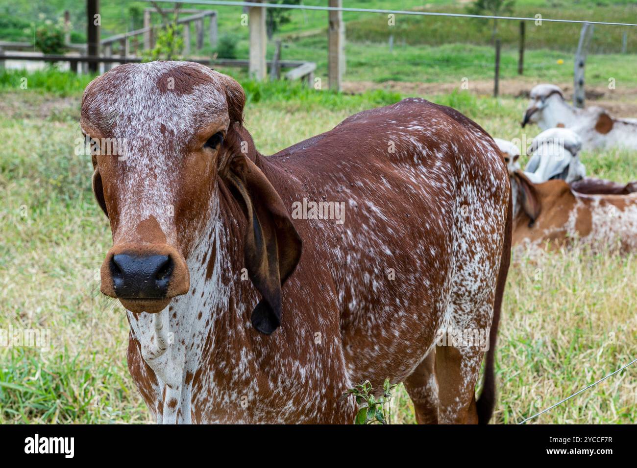 Girolando calves confined in a dairy farm in countryside of Minas ...
