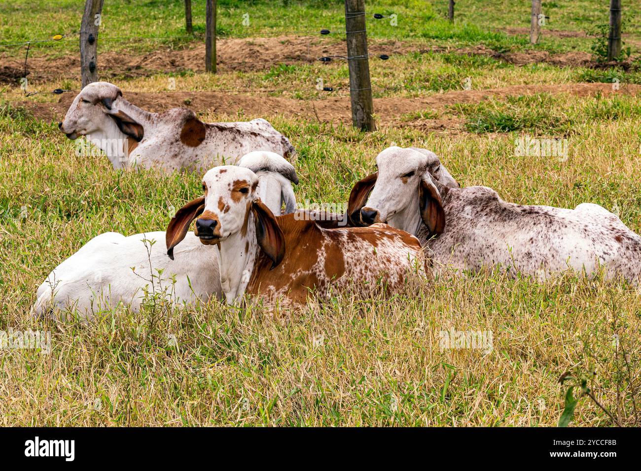 Girolando calves confined in a dairy farm in countryside of Minas ...