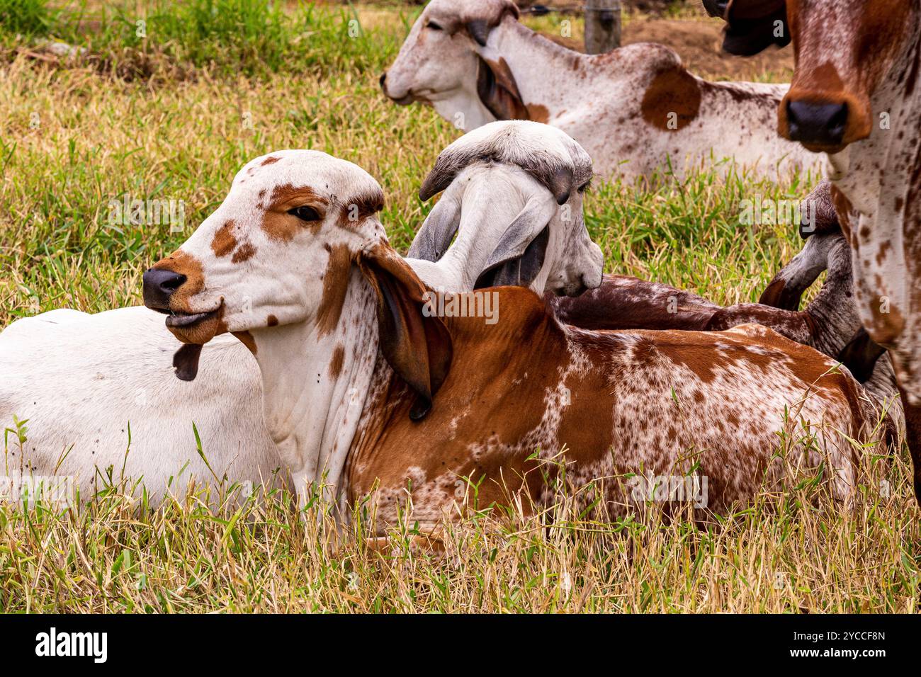 Girolando calves confined in a dairy farm in countryside of Minas ...