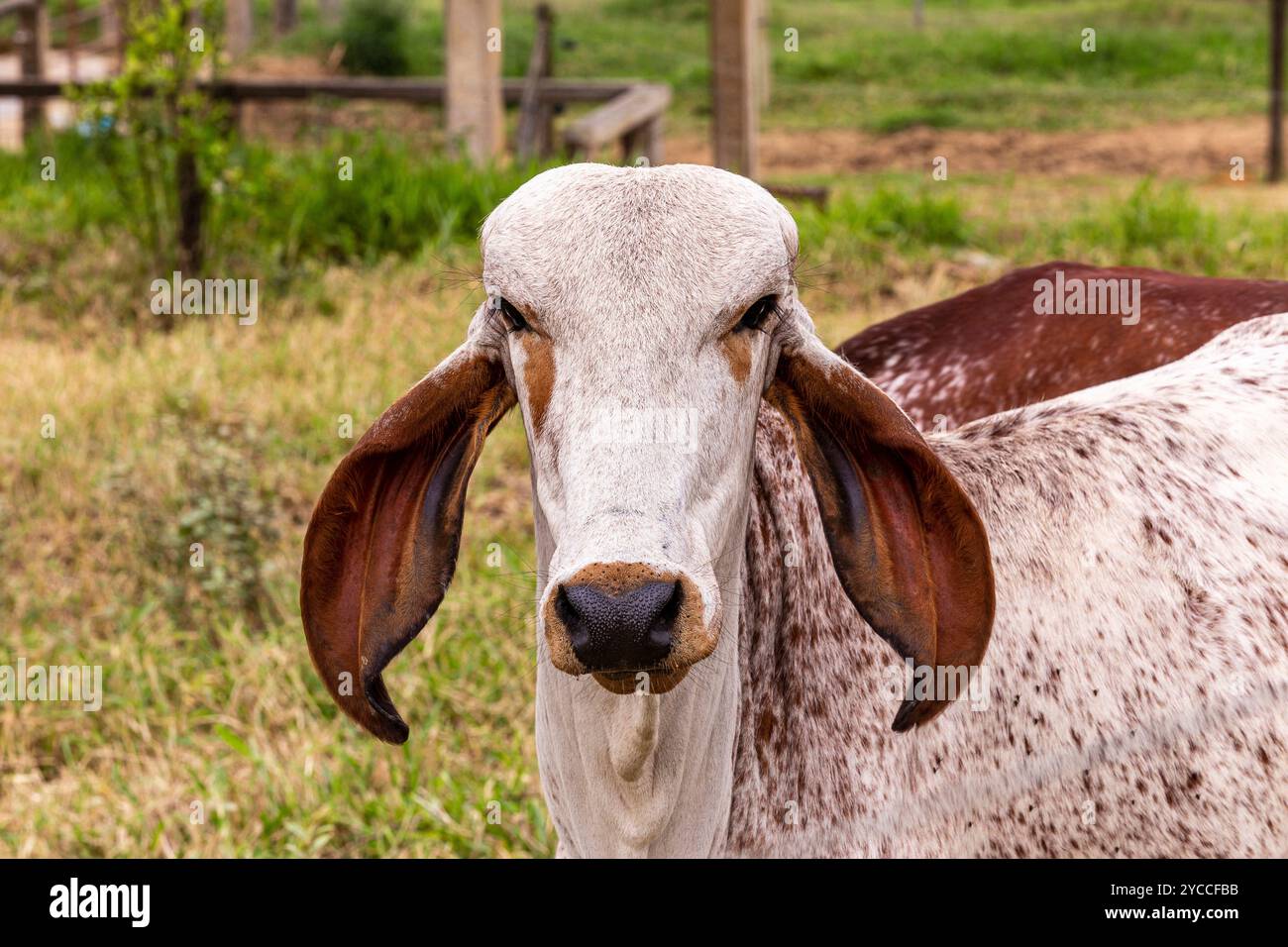 Girolando calves confined in a dairy farm in countryside of Minas ...