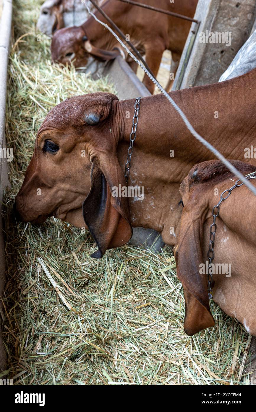 Girolando calves feeding confined in a dairy farm in countryside of ...