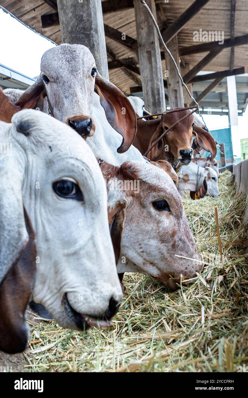 Girolando calves feeding confined in a dairy farm in countryside of ...