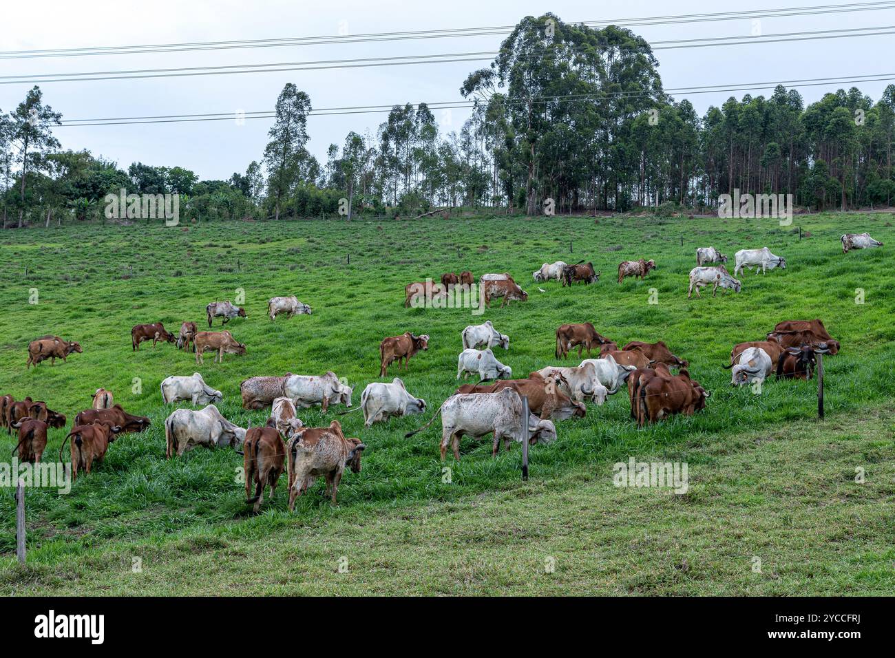 Dairy cows of the Girolando breed in the open air pasture inside the ...