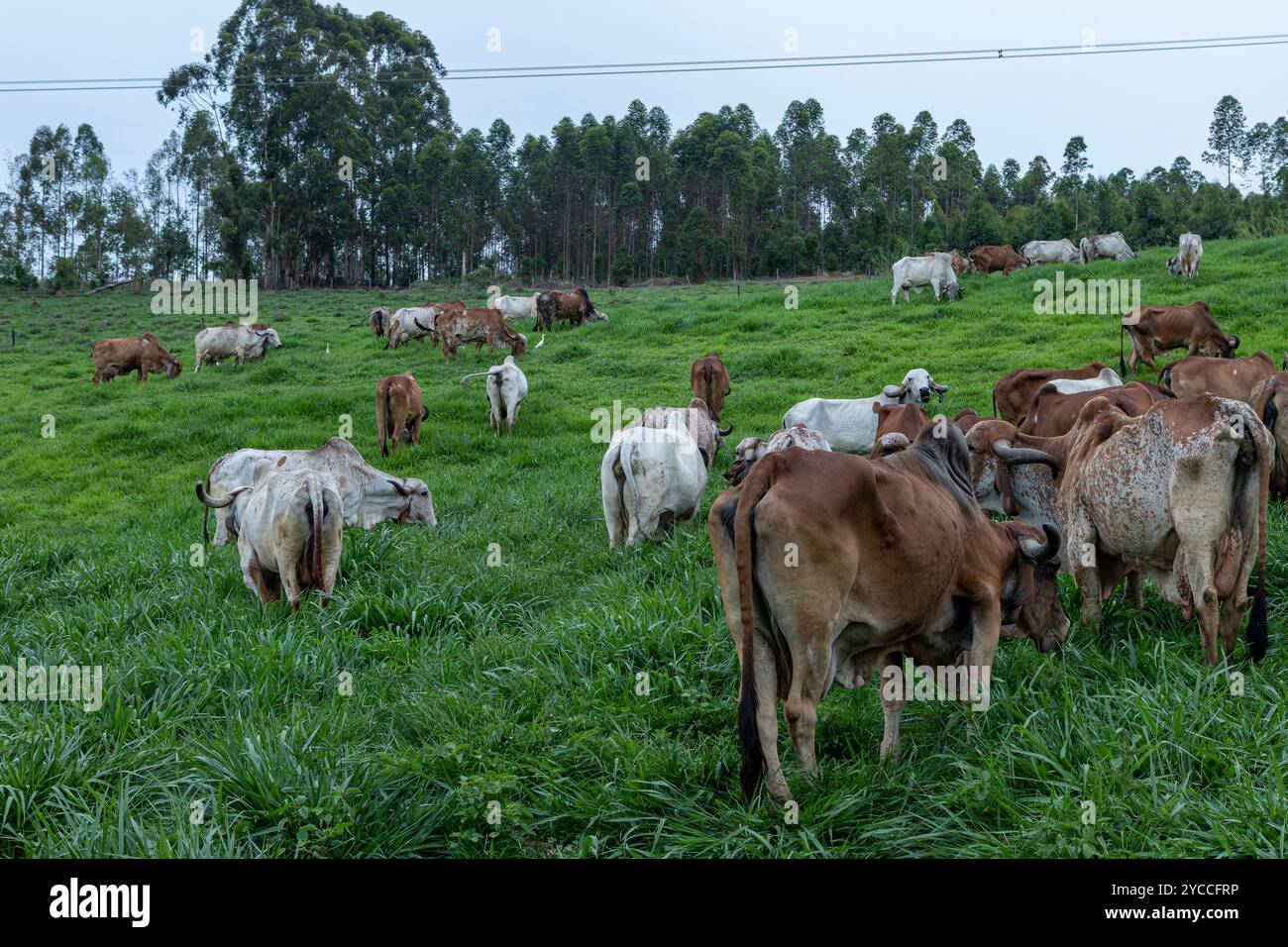 Dairy cows of the Girolando breed in the open air pasture inside the ...