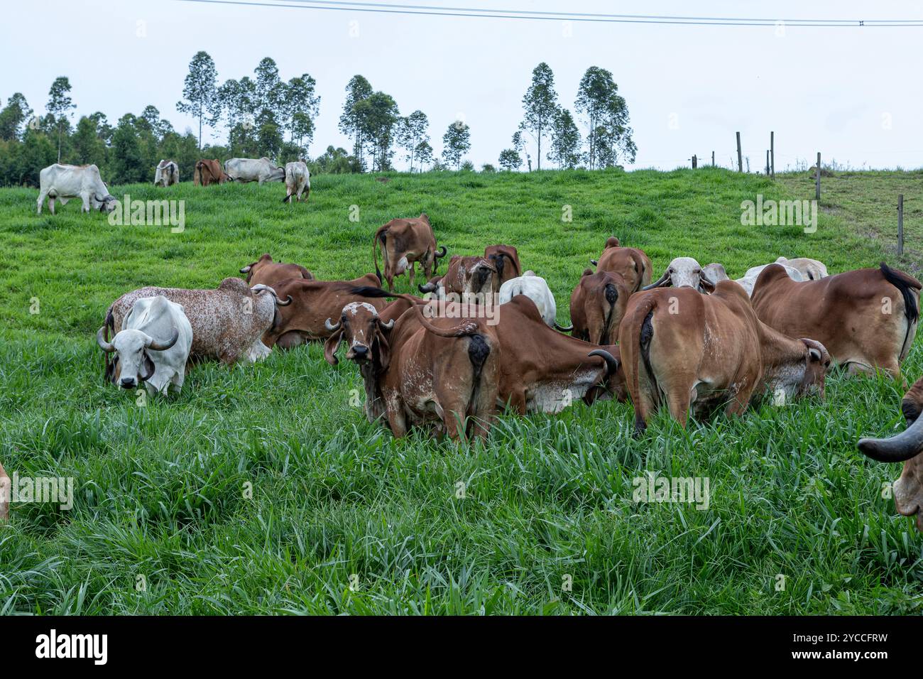 Dairy cows of the Girolando breed in the open air pasture inside the ...