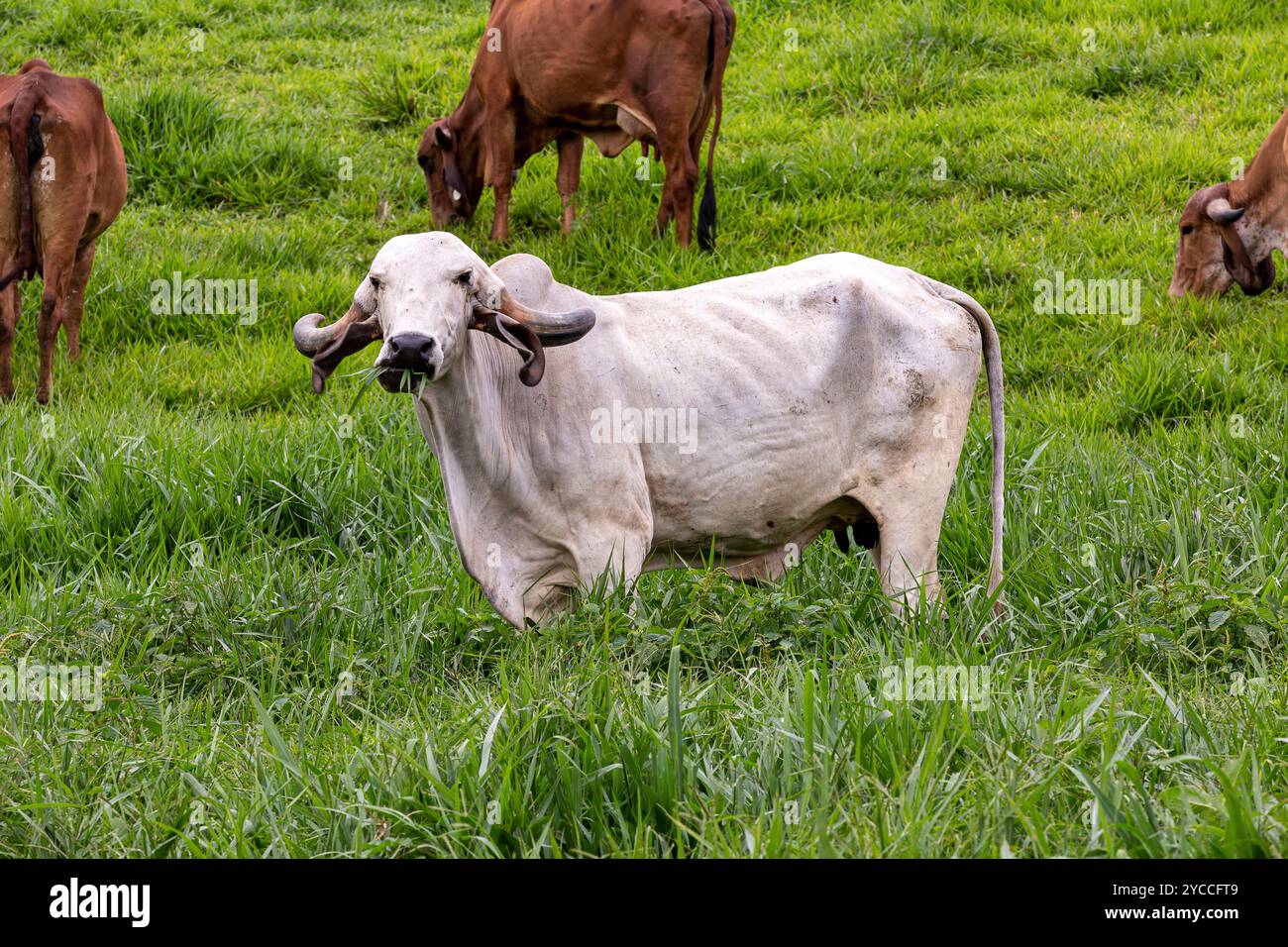 Girolando dairy cows grazing on a farm in the interior of Minas Gerais ...
