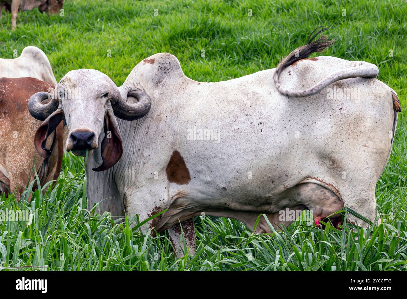 Girolando dairy cows grazing on a farm in the interior of Minas Gerais ...