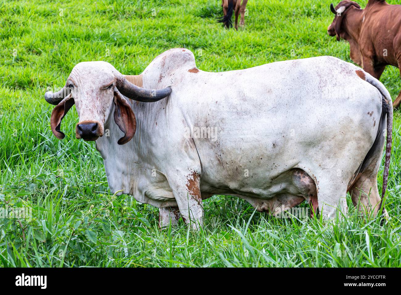 Girolando dairy cows grazing on a farm in the interior of Minas Gerais ...