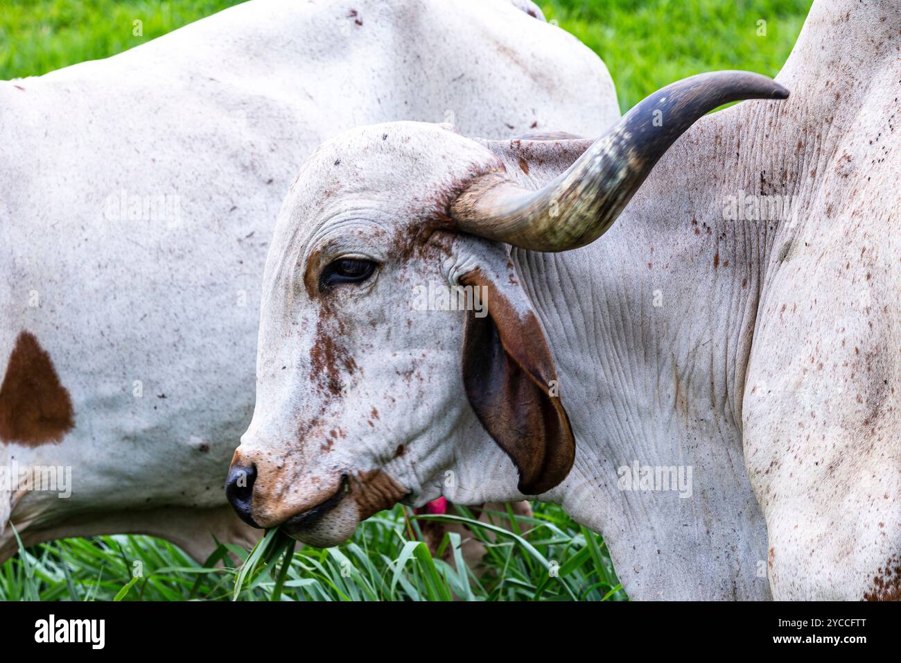 Girolando dairy cows grazing on a farm in the interior of Minas Gerais ...