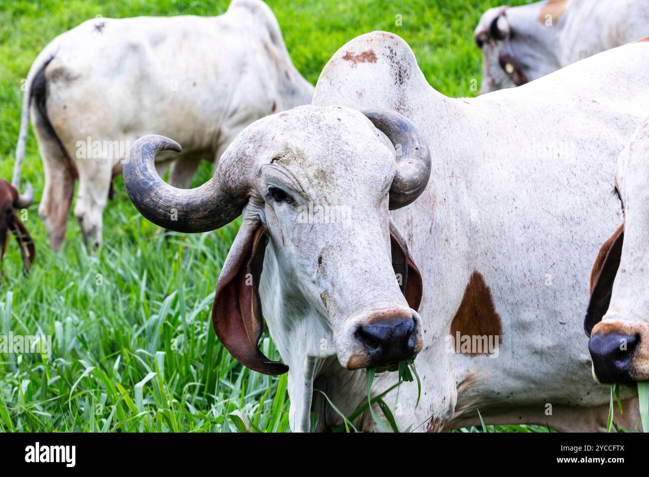 Girolando dairy cows grazing on a farm in the interior of Minas Gerais ...