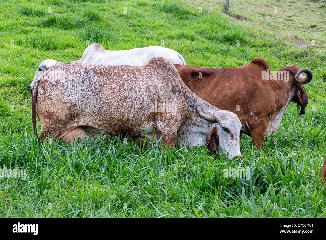 Girolando dairy cows grazing on a farm in the interior of Minas Gerais ...