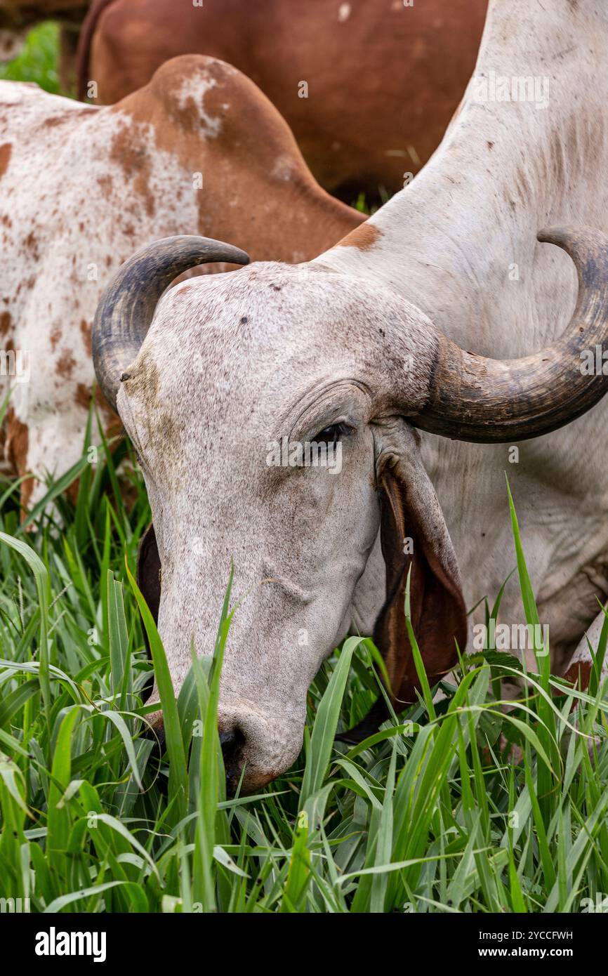 Girolando dairy cows grazing on a farm in the interior of Minas Gerais ...
