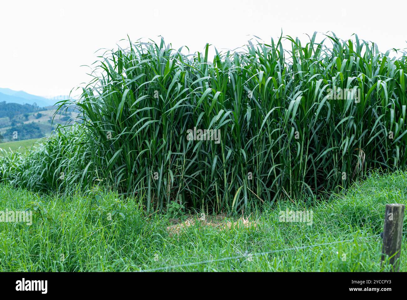 Panicum grass brazil hi-res stock photography and images - Alamy