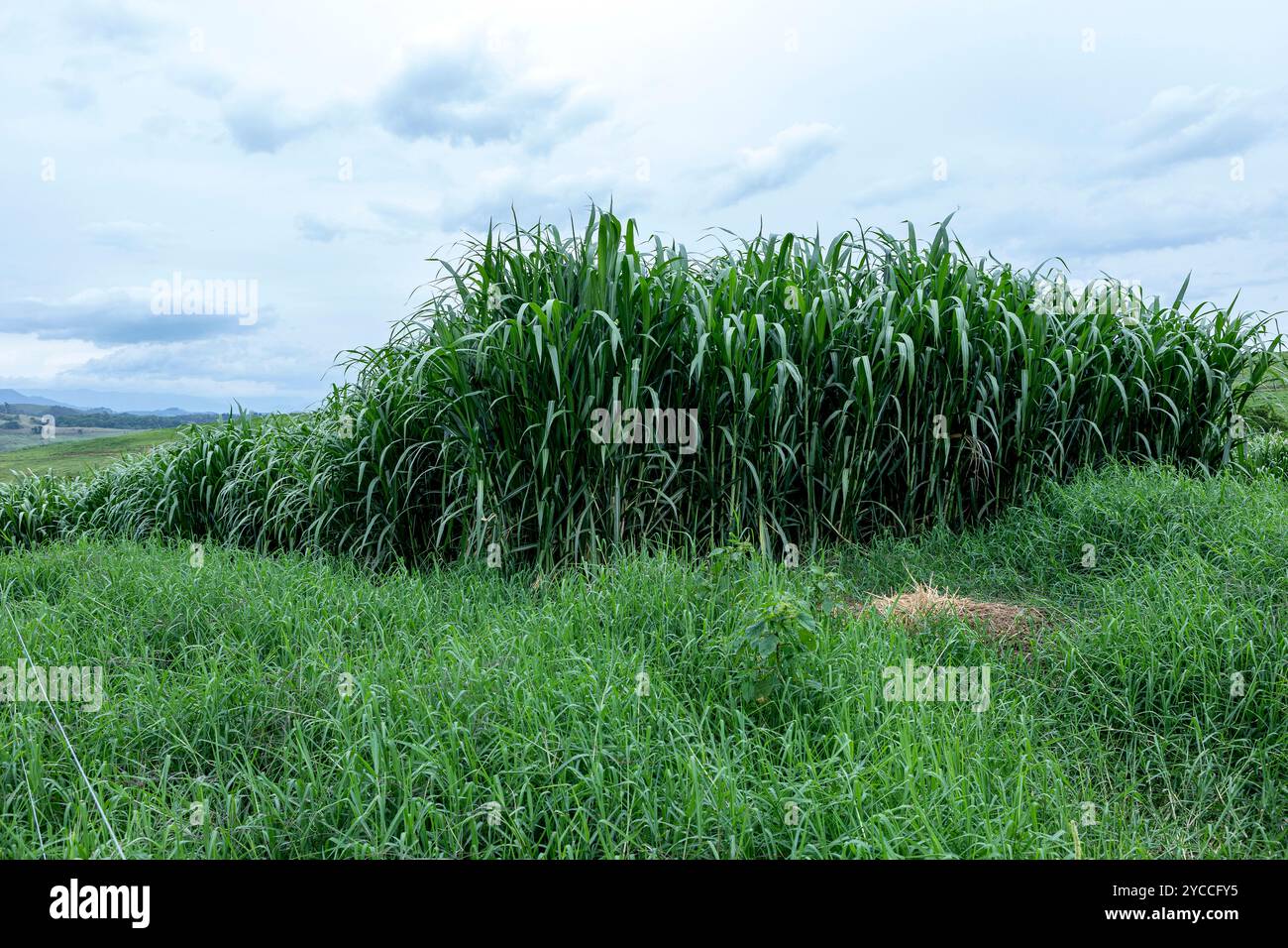 Fresh green grass for animals on farm in countryside of Minas Gerais ...