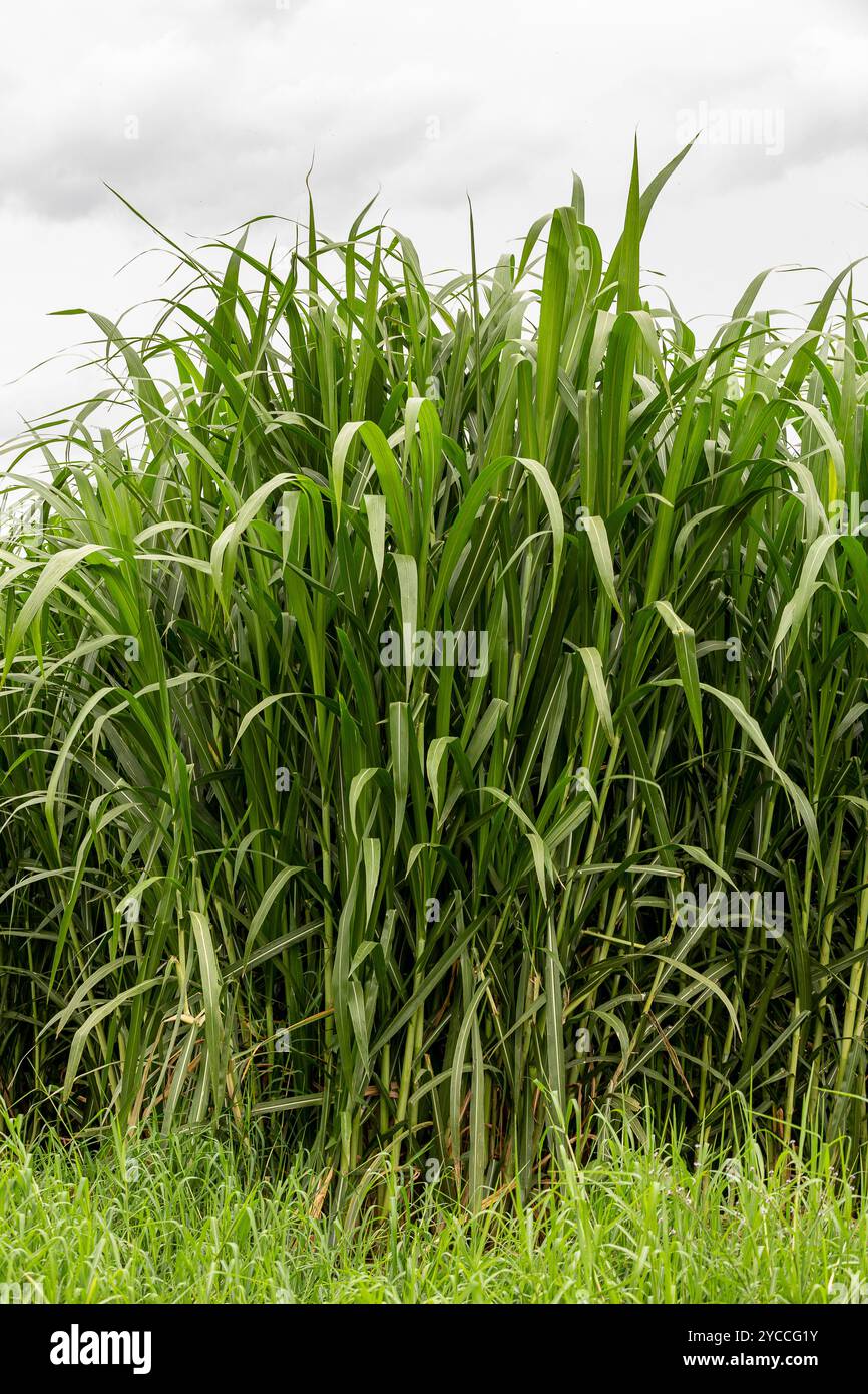 Panicum giganteum hi-res stock photography and images - Alamy
