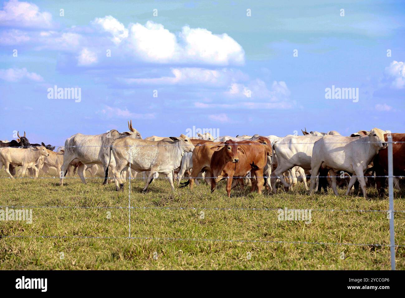 New barbed wire fence in farm with cattle in background on countryside ...