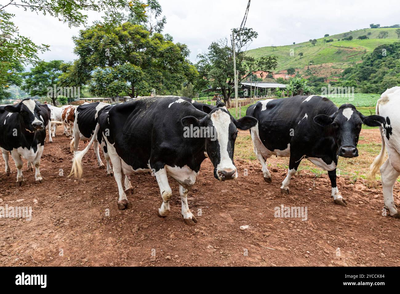 Cows confined in a dairy farm on countryside of Minas Gerais, Brazil ...