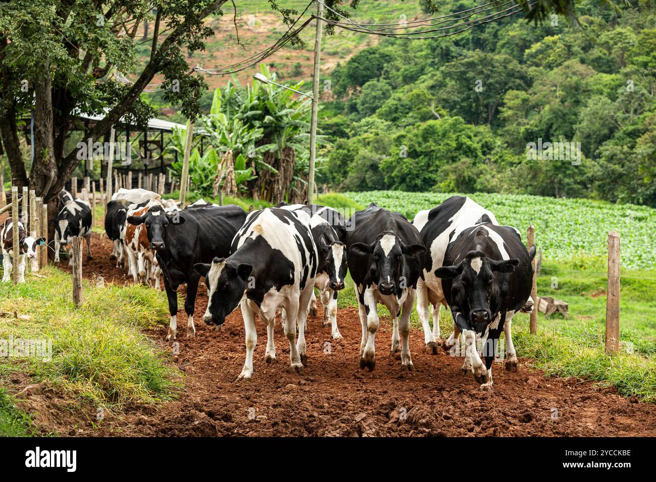 Cows confined in a dairy farm on countryside of Minas Gerais, Brazil ...