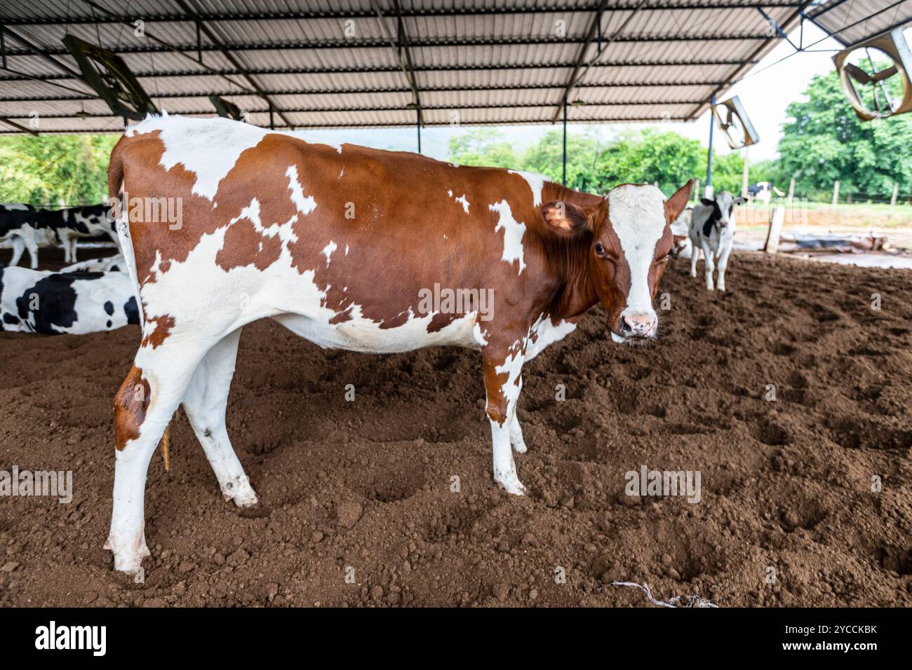 Milk cows in the Compost Barn: a confinement system that ensures ...