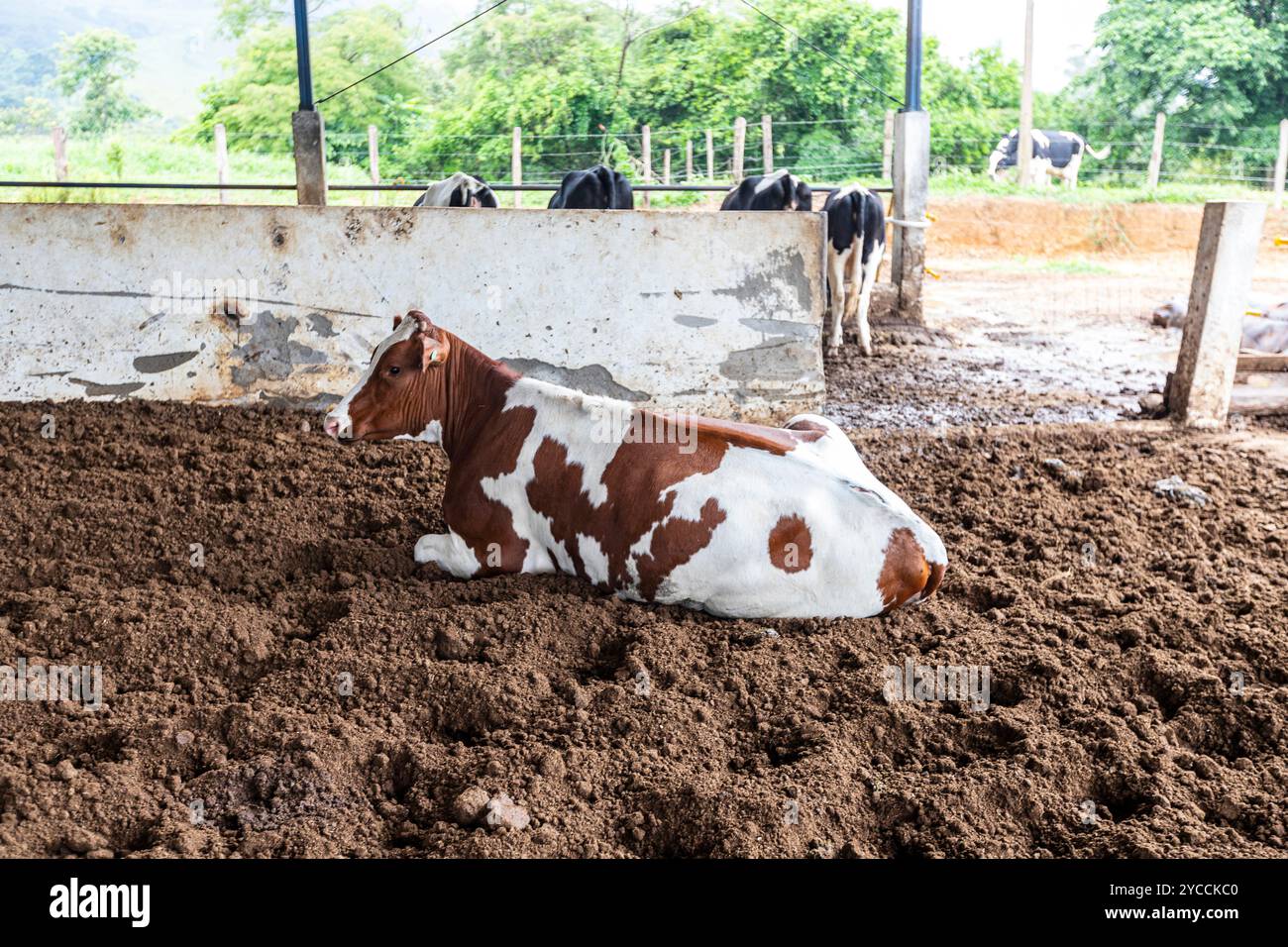 Milk cows in the Compost Barn: a confinement system that ensures ...