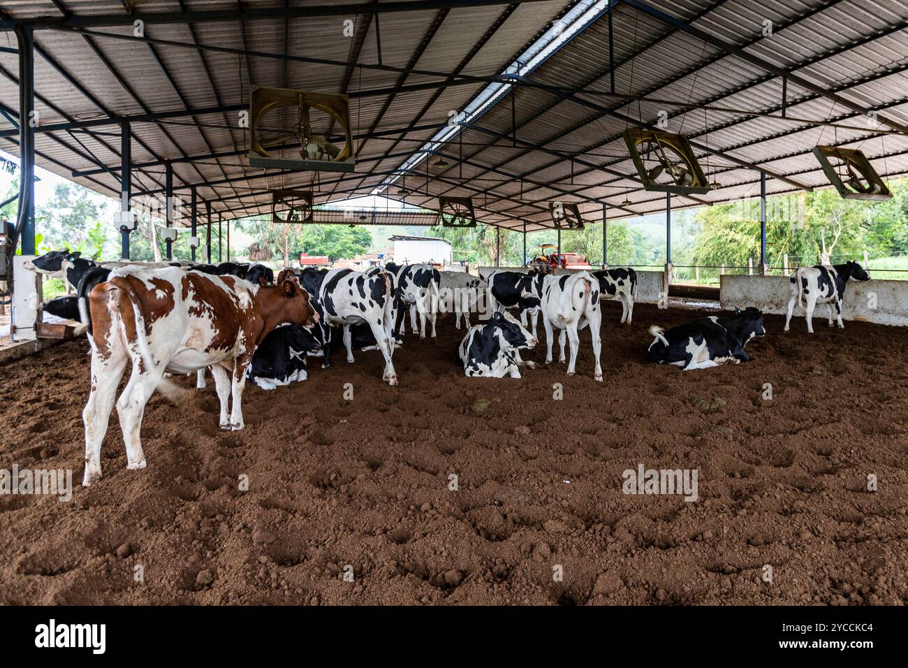 Milk cows in the Compost Barn: a confinement system that ensures ...