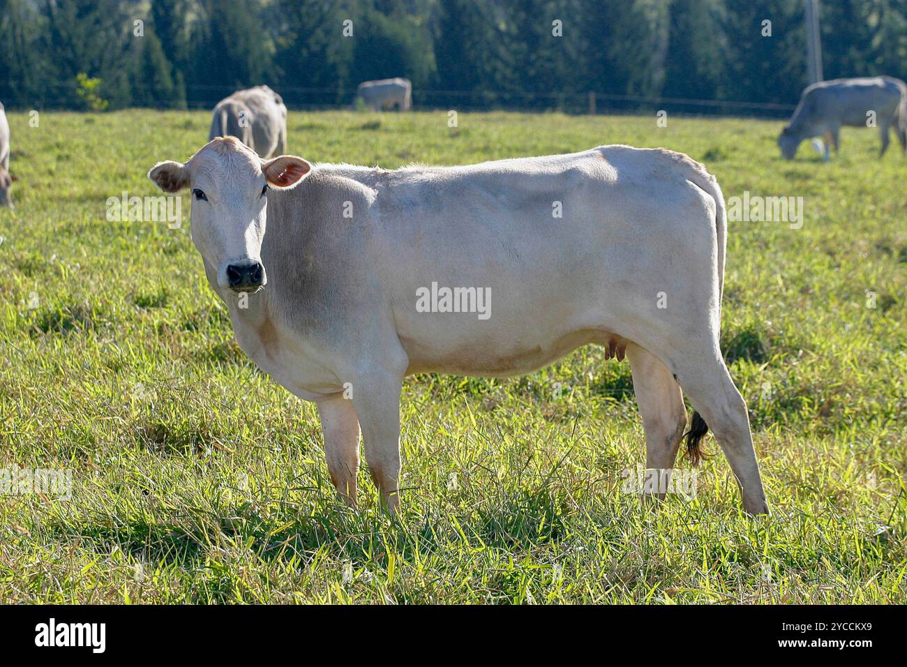 cattle Nelore, bovine originating in India and race representing 85% of ...