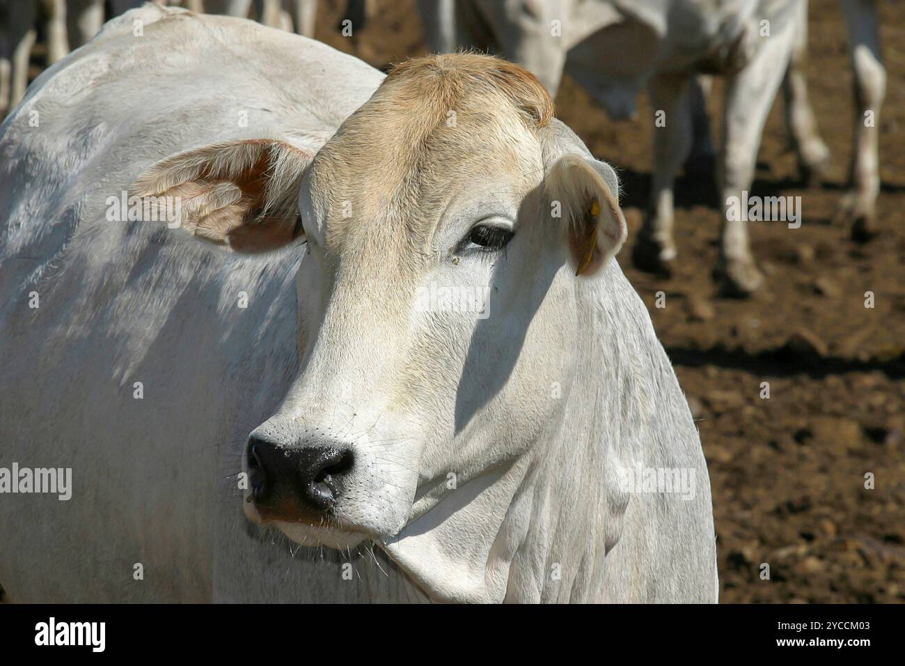 cattle Nellore in confinement on a farm in countryside of Brazil ...
