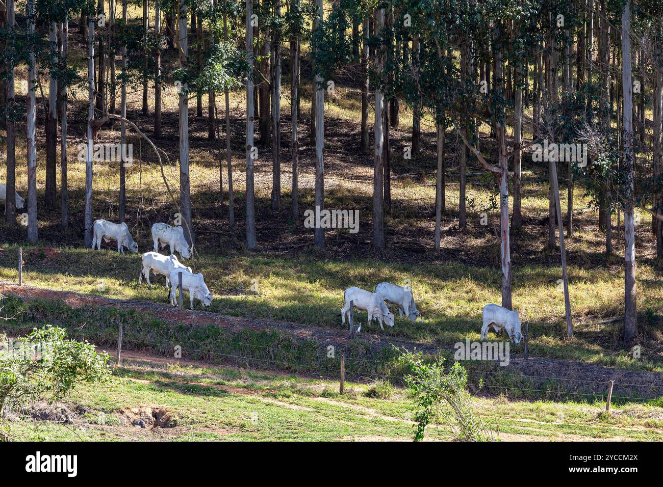 Cattle on a farm in brazil hi-res stock photography and images - Alamy