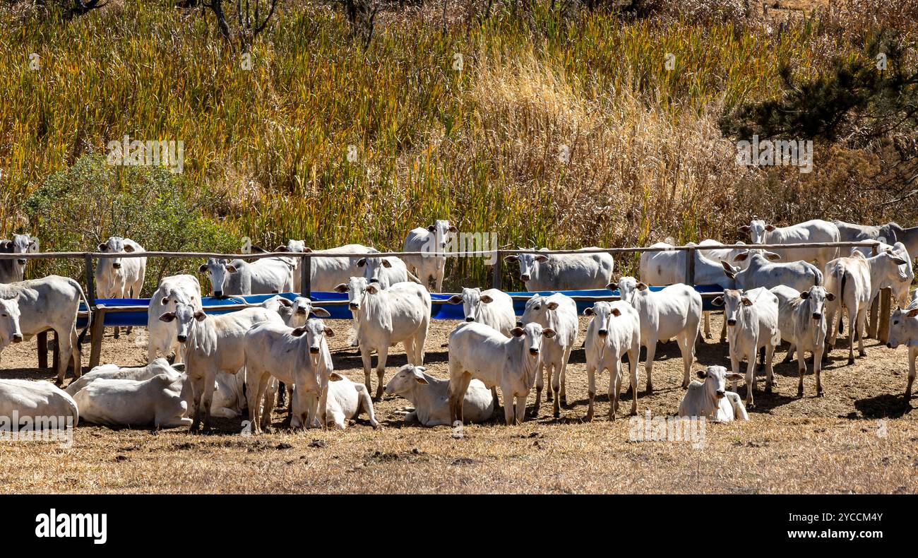 Herd of Nelore cattle in confinement on a farm in countryside of Brazil ...
