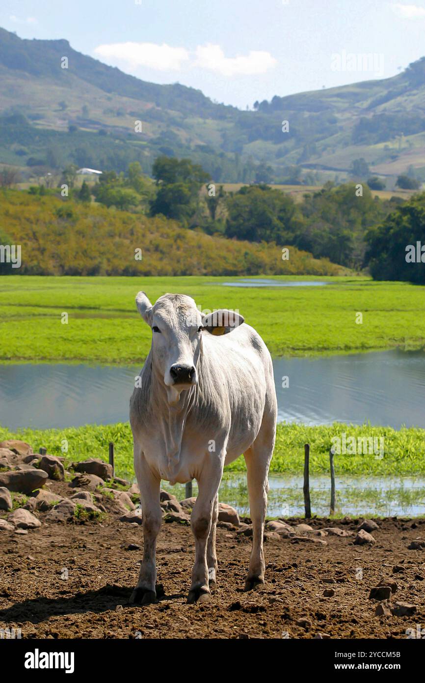 cattle Nelore, bovine originating in India and race representing 85% of ...