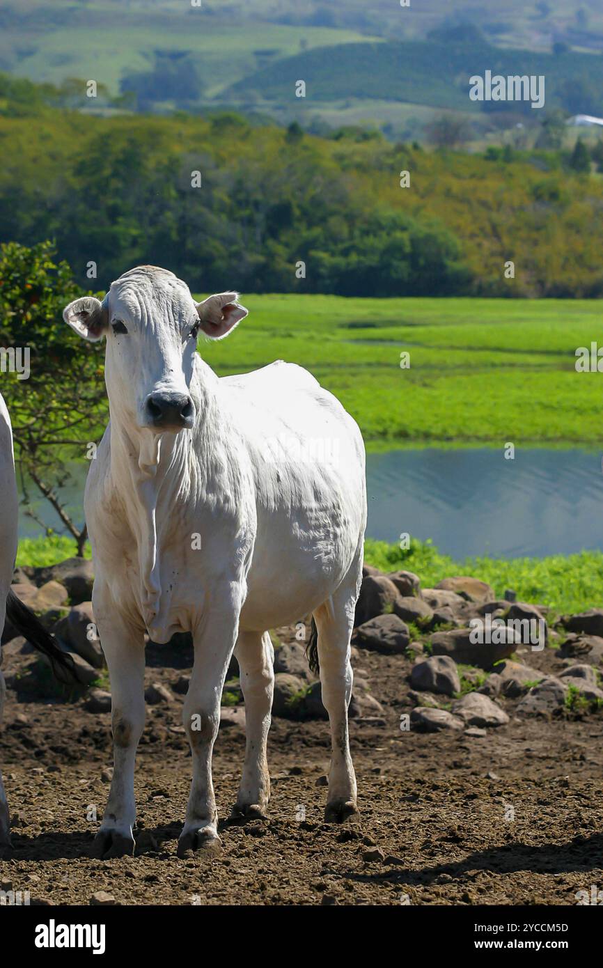 cattle Nelore, bovine originating in India and race representing 85% of ...