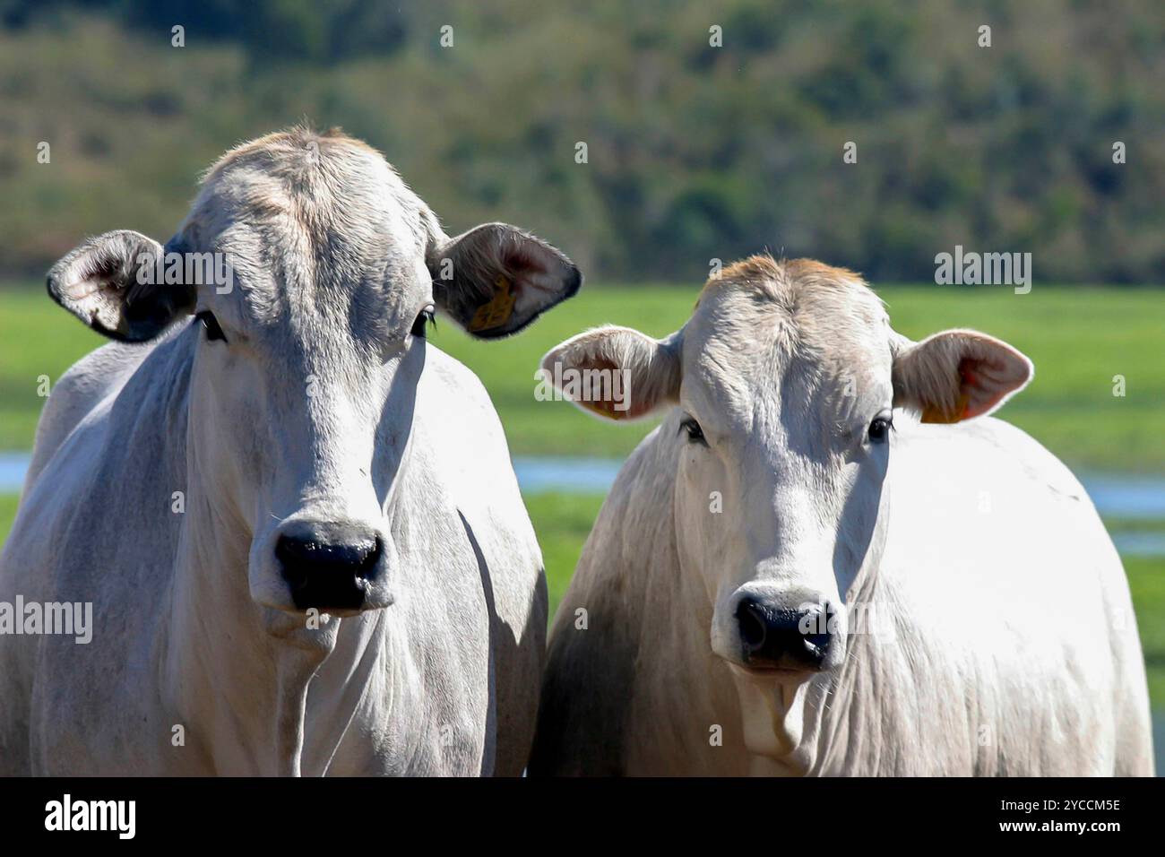 cattle Nelore, bovine originating in India and race representing 85% of ...
