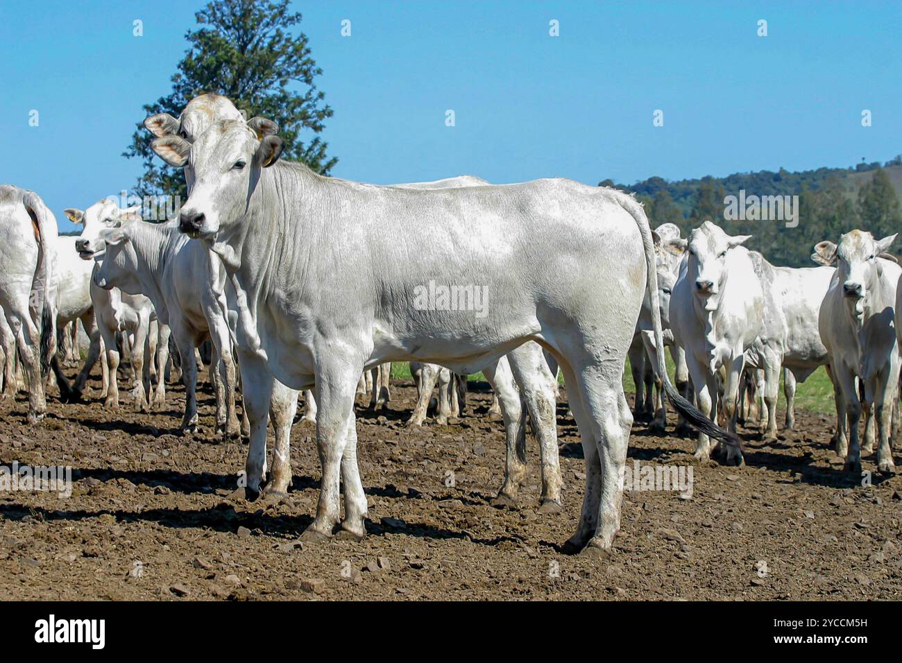 cattle Nelore, bovine originating in India and race representing 85% of ...