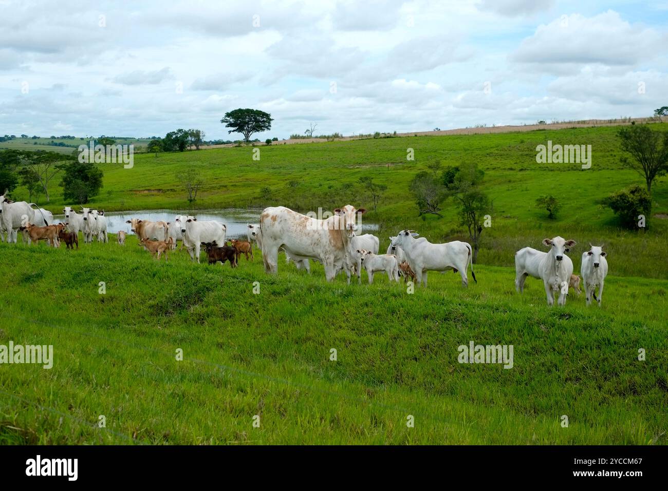 cattle Nelore, bovine originating in India and race representing 85% of ...