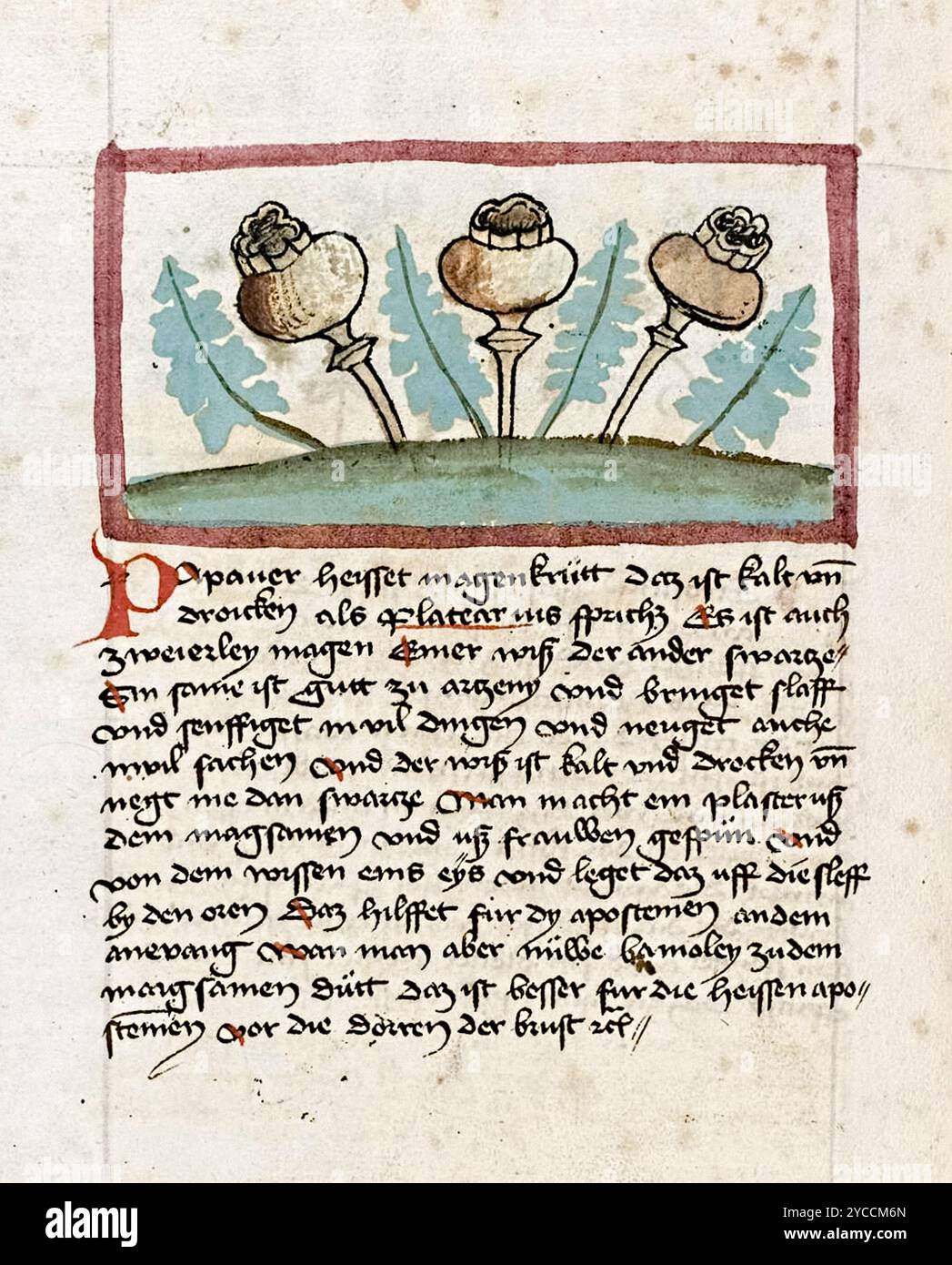 Hand drawn poppy hi-res stock photography and images - Alamy