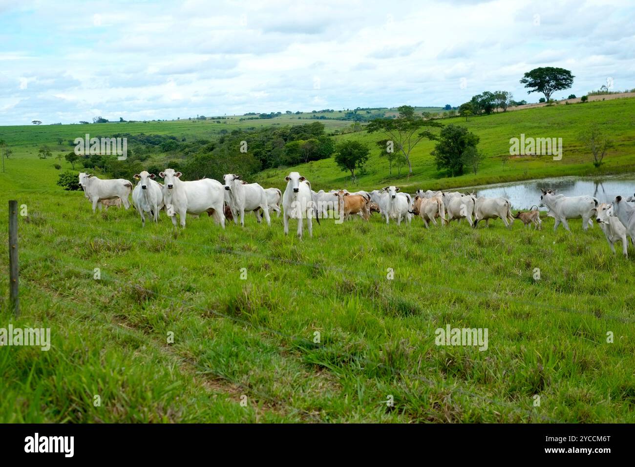 cattle Nelore, bovine originating in India and race representing 85% of ...